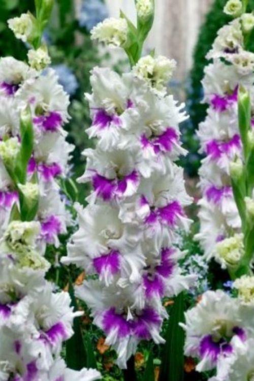 Золотая сотка алтая